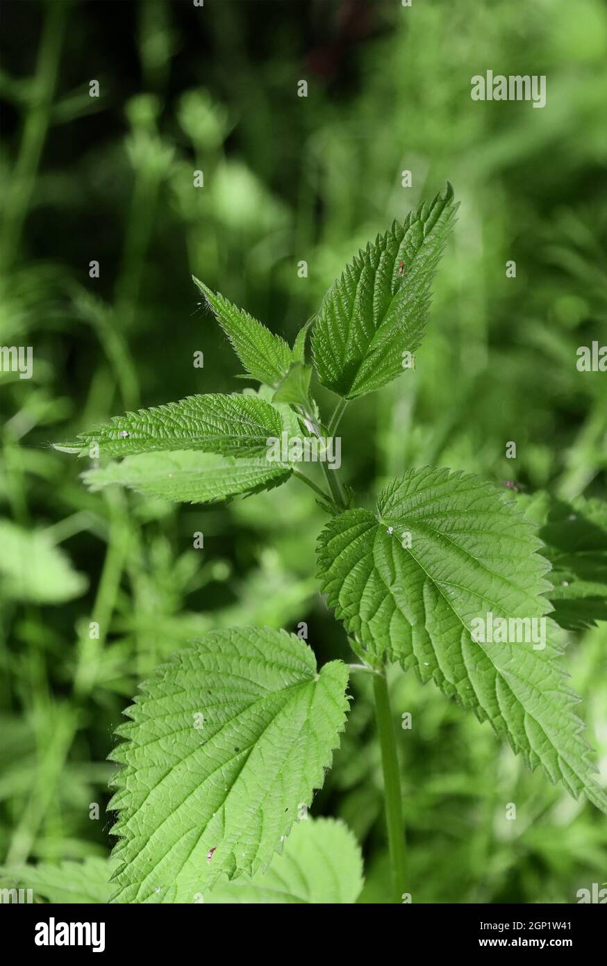 Stinging nettle leaves as background. Green texture of nettle Stock ...
