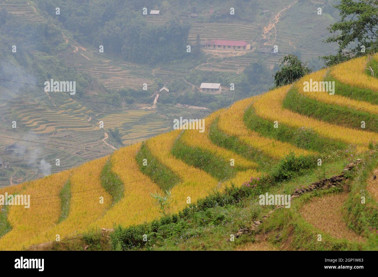 Terraced rice field in Sapa, Vietnam. Sapa terraced fields are one of ...