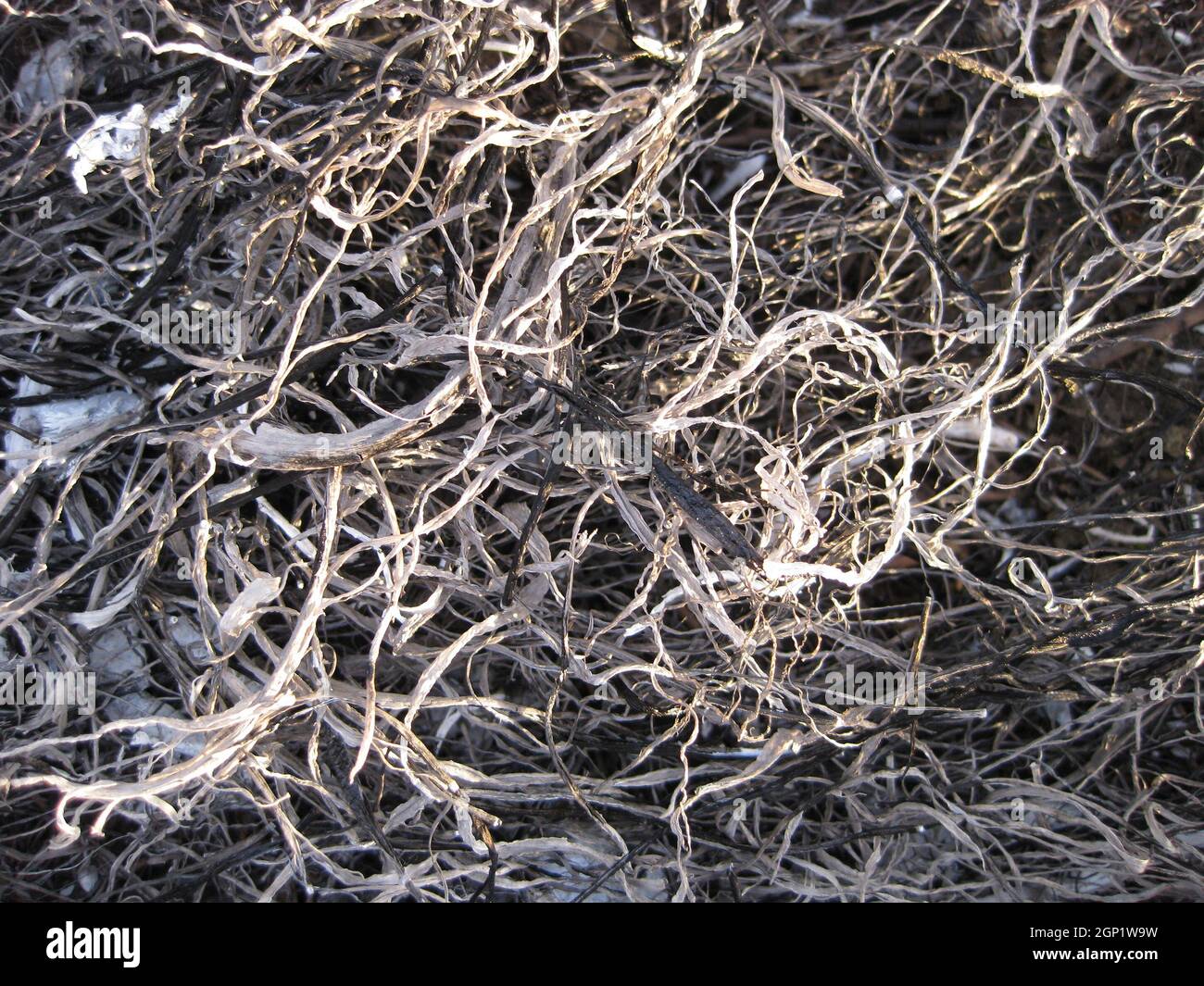 Background from the ashes of the burnt grass. Plant ash on the field ...