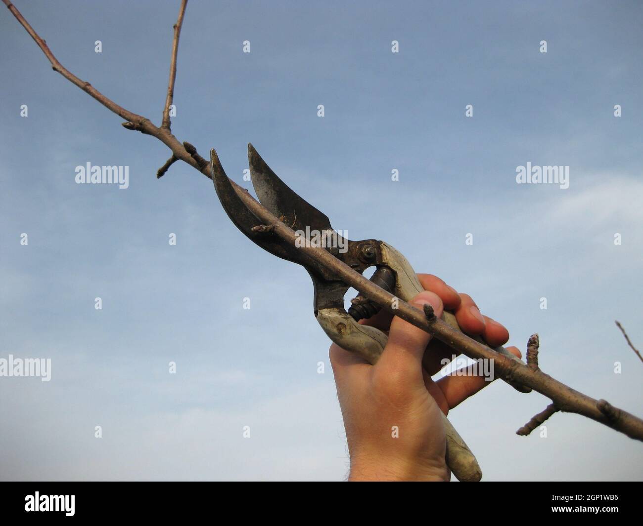 Pruning shears trees. Work in the garden of. Cutting branches ...