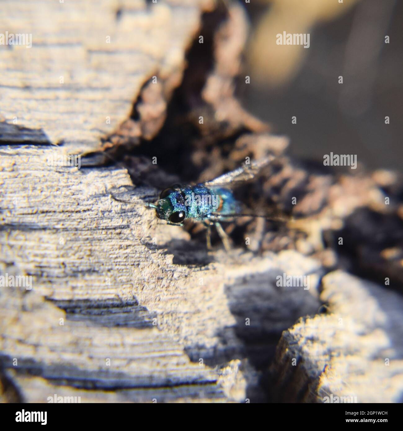 the Ruby - tailed the wasp Chrysis ignita Stock Photo - Alamy