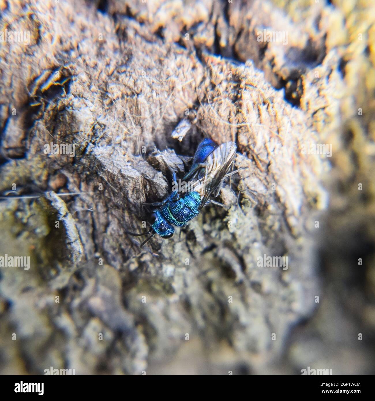the Ruby - tailed the wasp Chrysis ignita Stock Photo - Alamy
