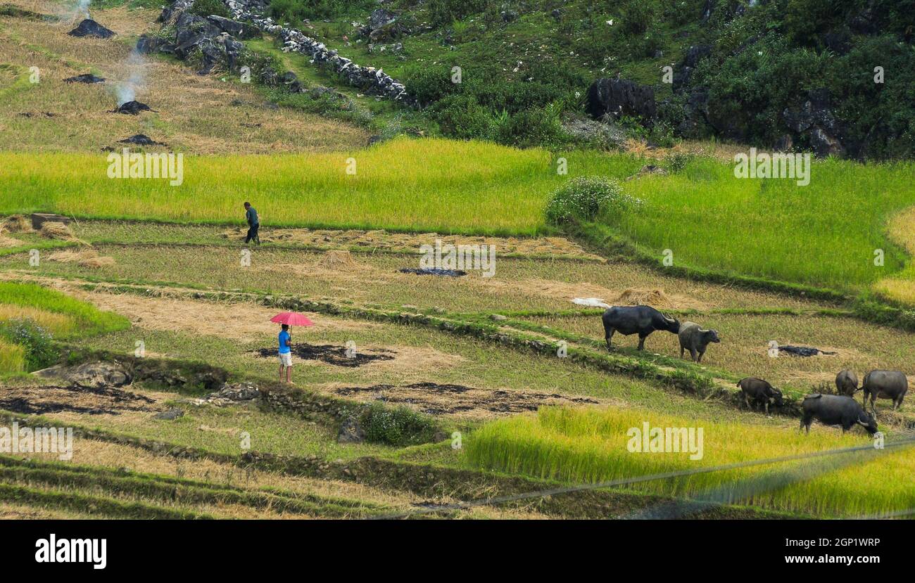 Terraced rice field in Sapa, Vietnam. Sapa terraced fields are one of ...