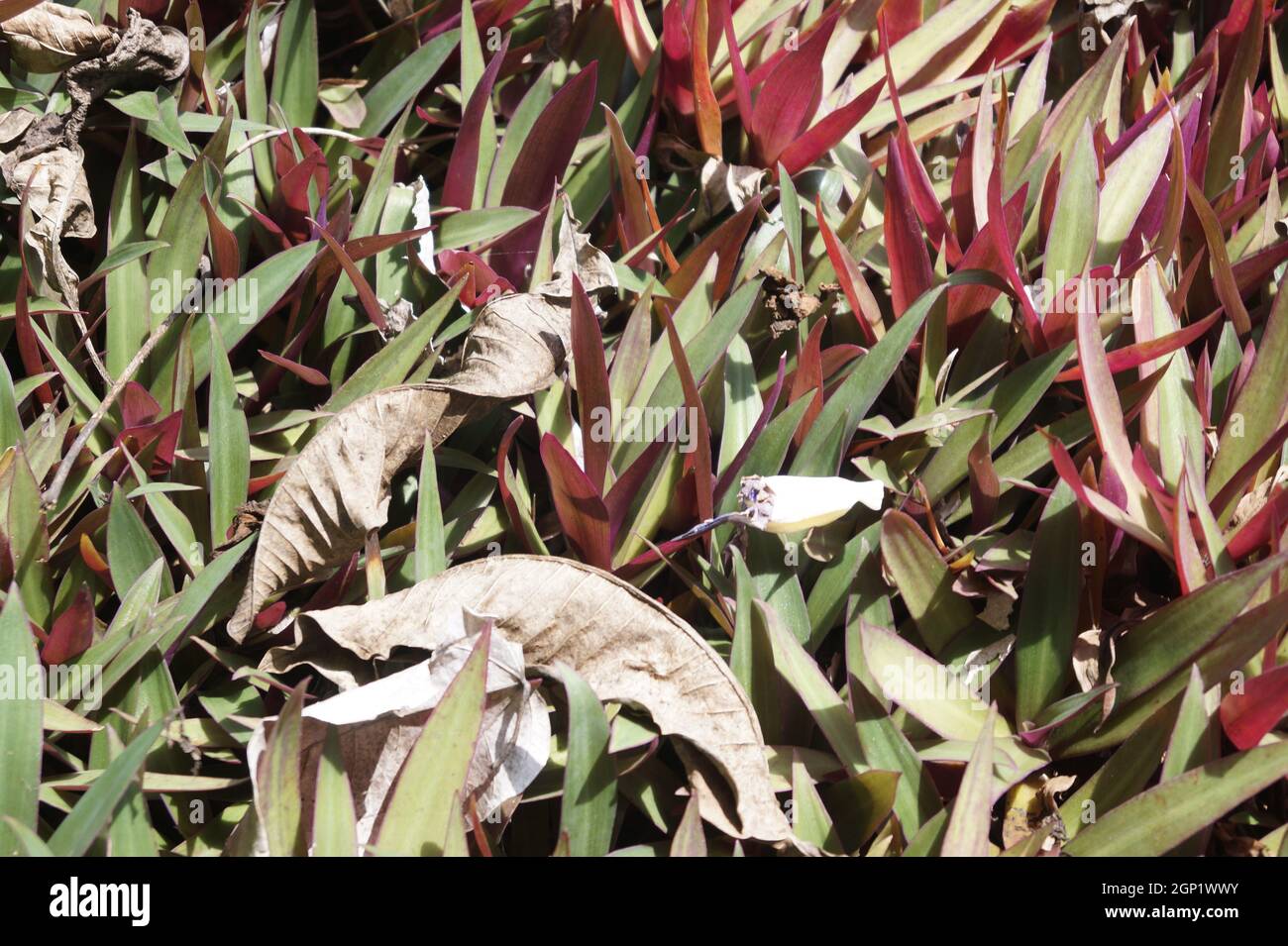 Closeup shot of a Moses-in-the-cradle plant shrub Stock Photo - Alamy