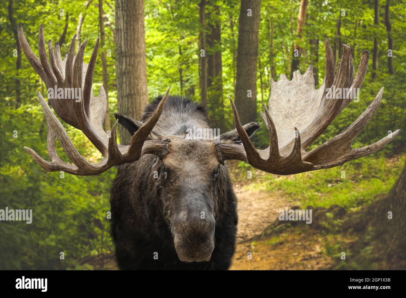Adult Bull Moose Standing On High Resolution Stock Photography and ...