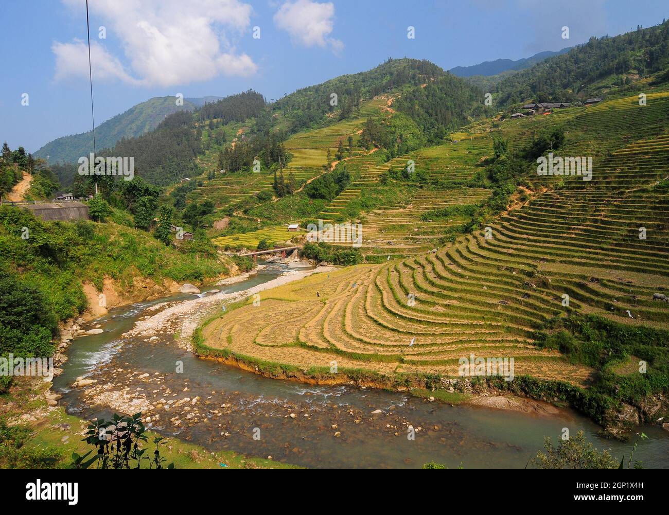 Terraced rice field in Sapa, Vietnam. Sapa terraced fields are one of ...