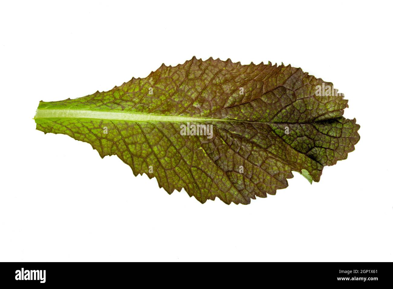 Freshly harvested red mustard leaves on a white background Stock Photo ...