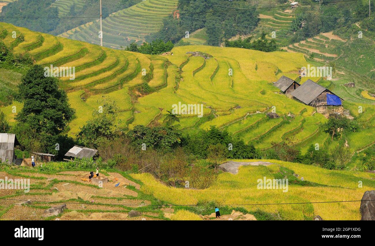 Terraced rice field in Sapa, Vietnam. Sapa terraced fields are one of ...
