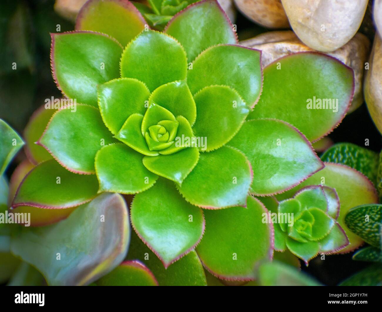 Thick leaves succulents hi-res stock photography and images - Alamy