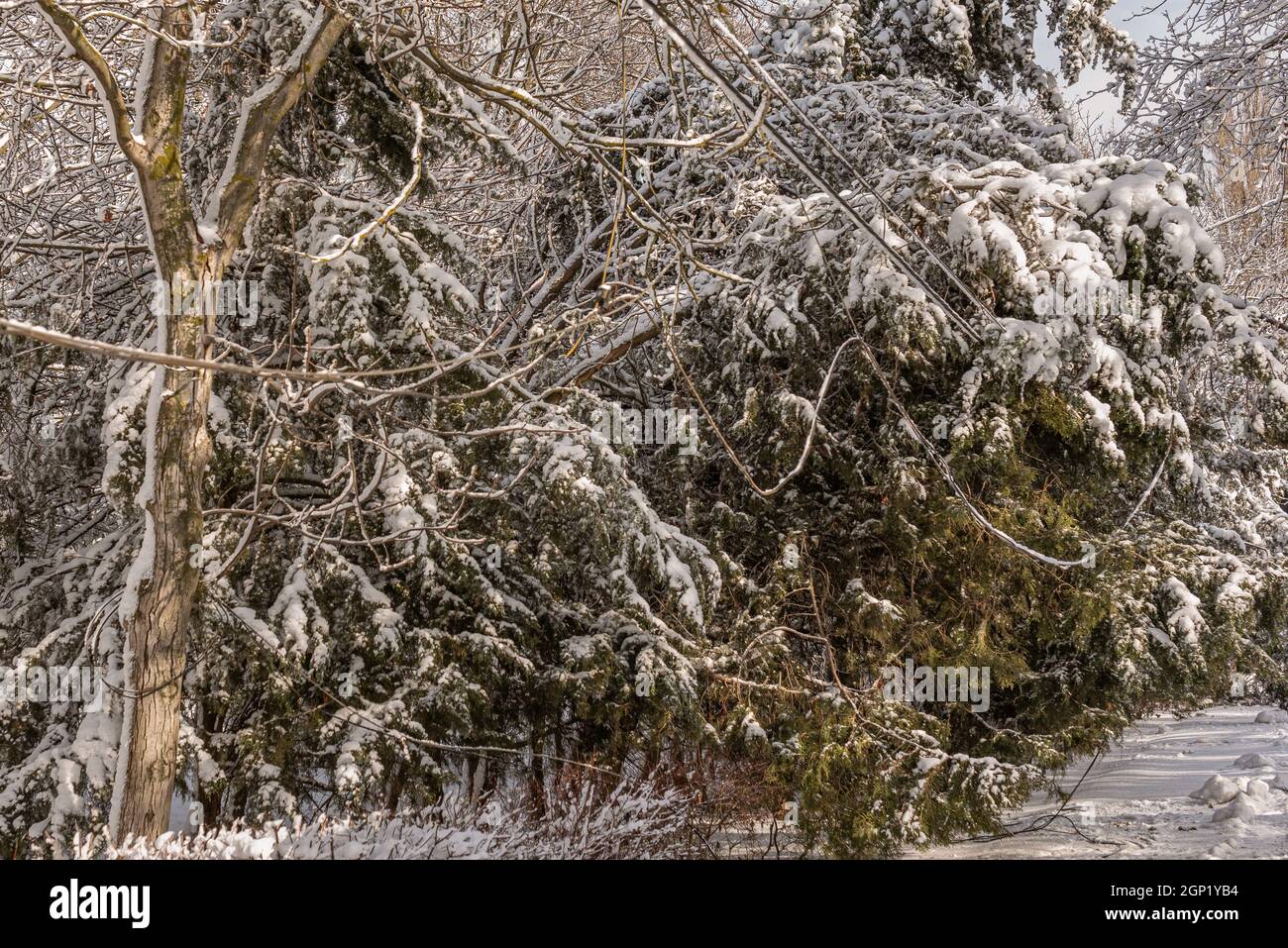 Broken tree branches fell on electric power lines. Electric power line ...