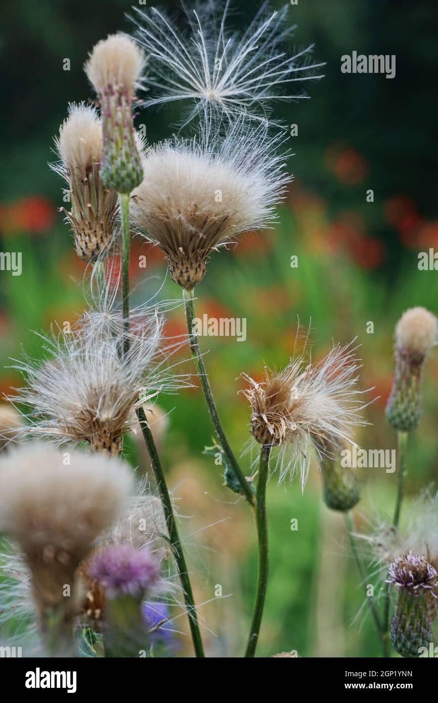 Cirsium arvense or creeping thistle is a perennial species of flowering ...