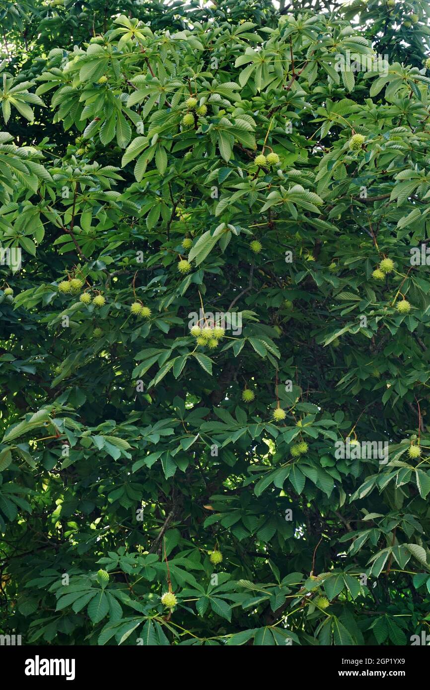 Chestnut leaves and chestnuts. Large dark leaves . Ornamental motif of ...