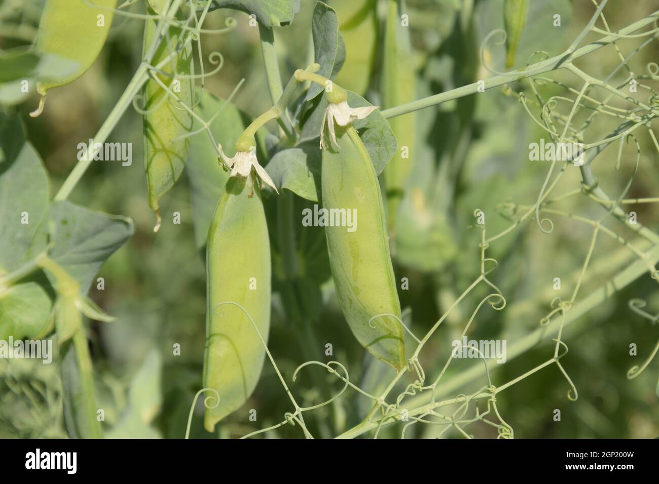 Green peas in the field. Growing peas in the field. Stems and pods of ...
