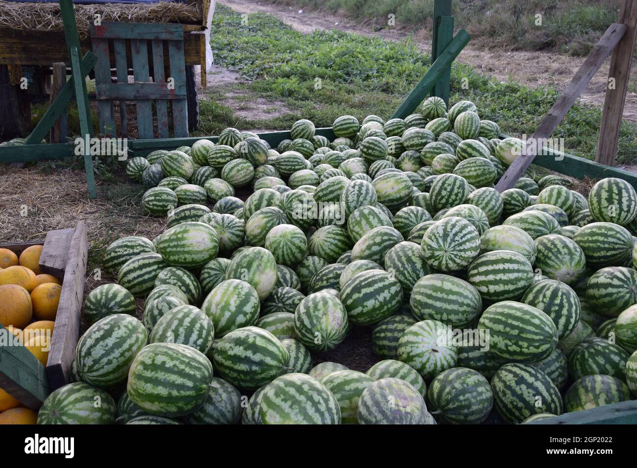 Collected in a pile of melons and watermelons. Rich harvest of ...