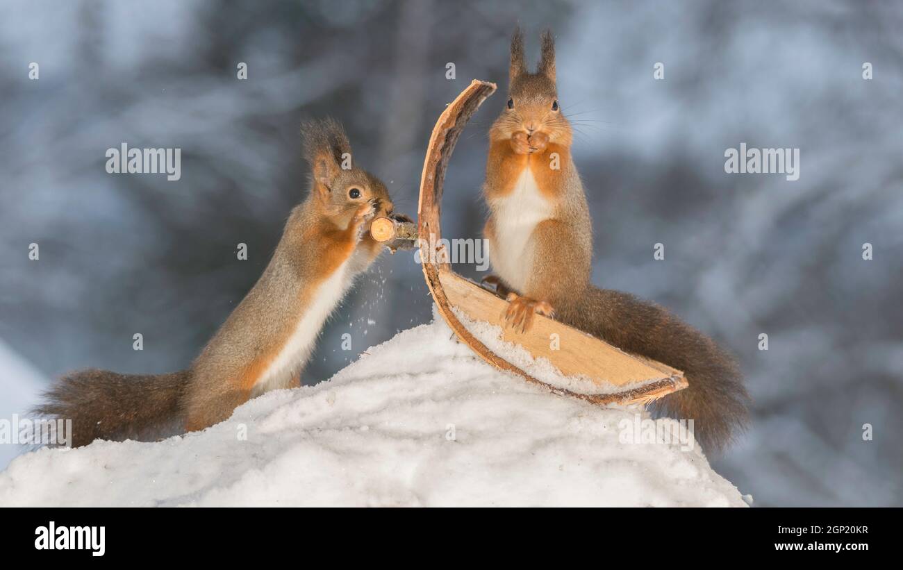 Pussing hi-res stock photography and images - Alamy