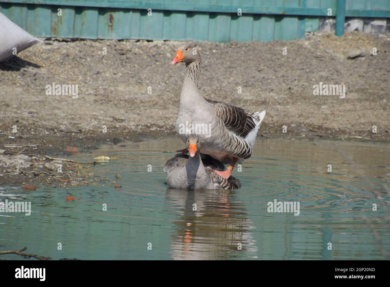 The gray goose is domestic. Homemade gray goose. Homemade geese in an ...