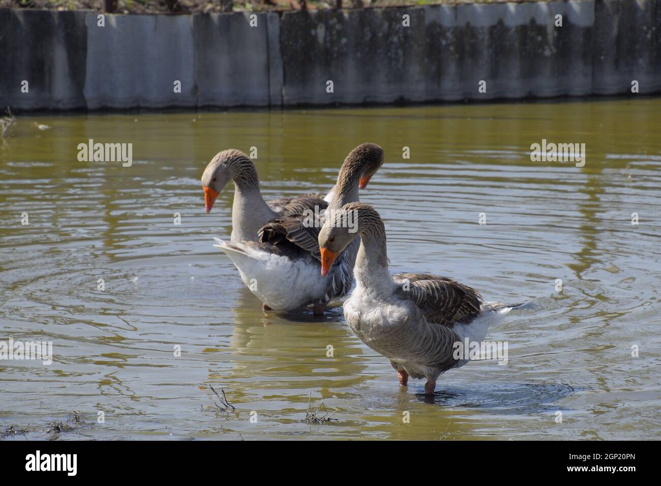 The gray goose is domestic. Homemade gray goose. Homemade geese in an ...