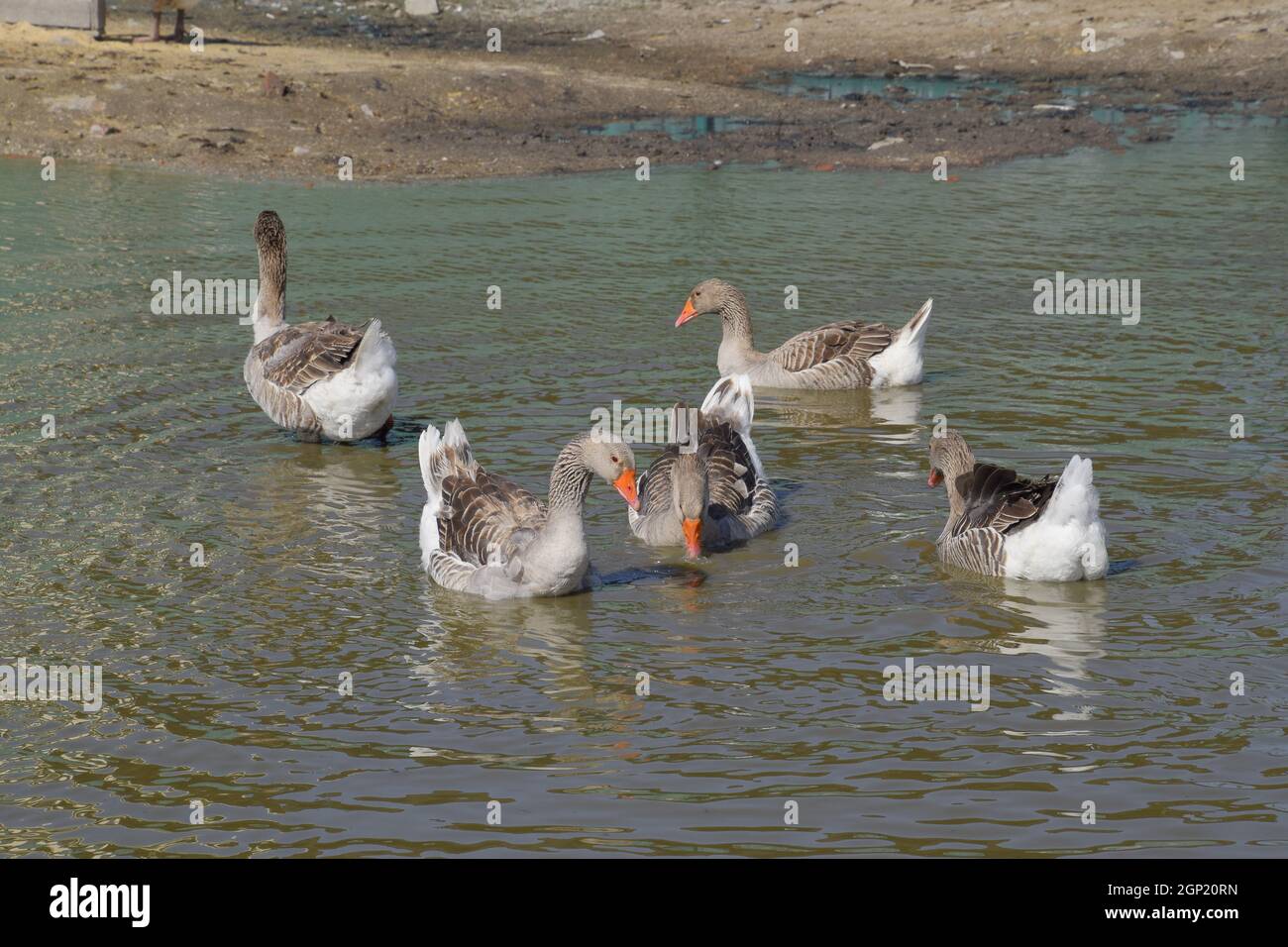 The gray goose is domestic. Homemade gray goose. Homemade geese in an ...