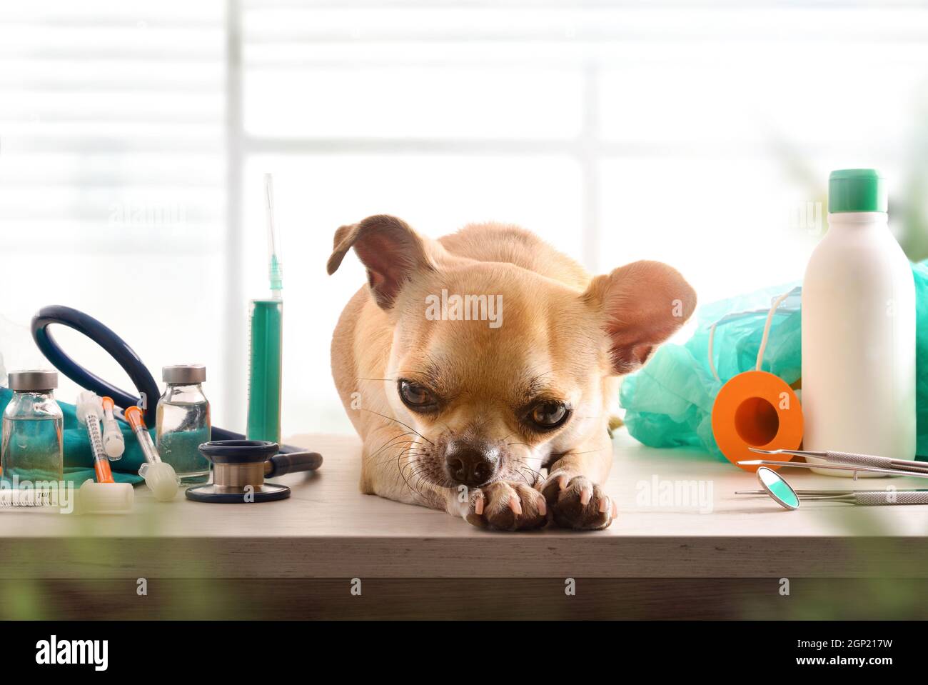 Sick dog on a veterinarian table with supplies window background. Front ...