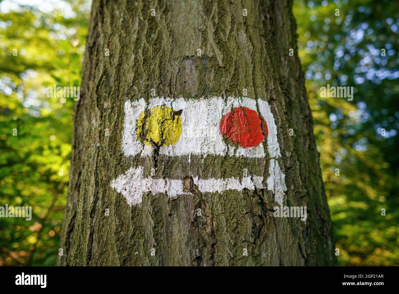 A tree trunk labeled with signposts and symbols Stock Photo - Alamy