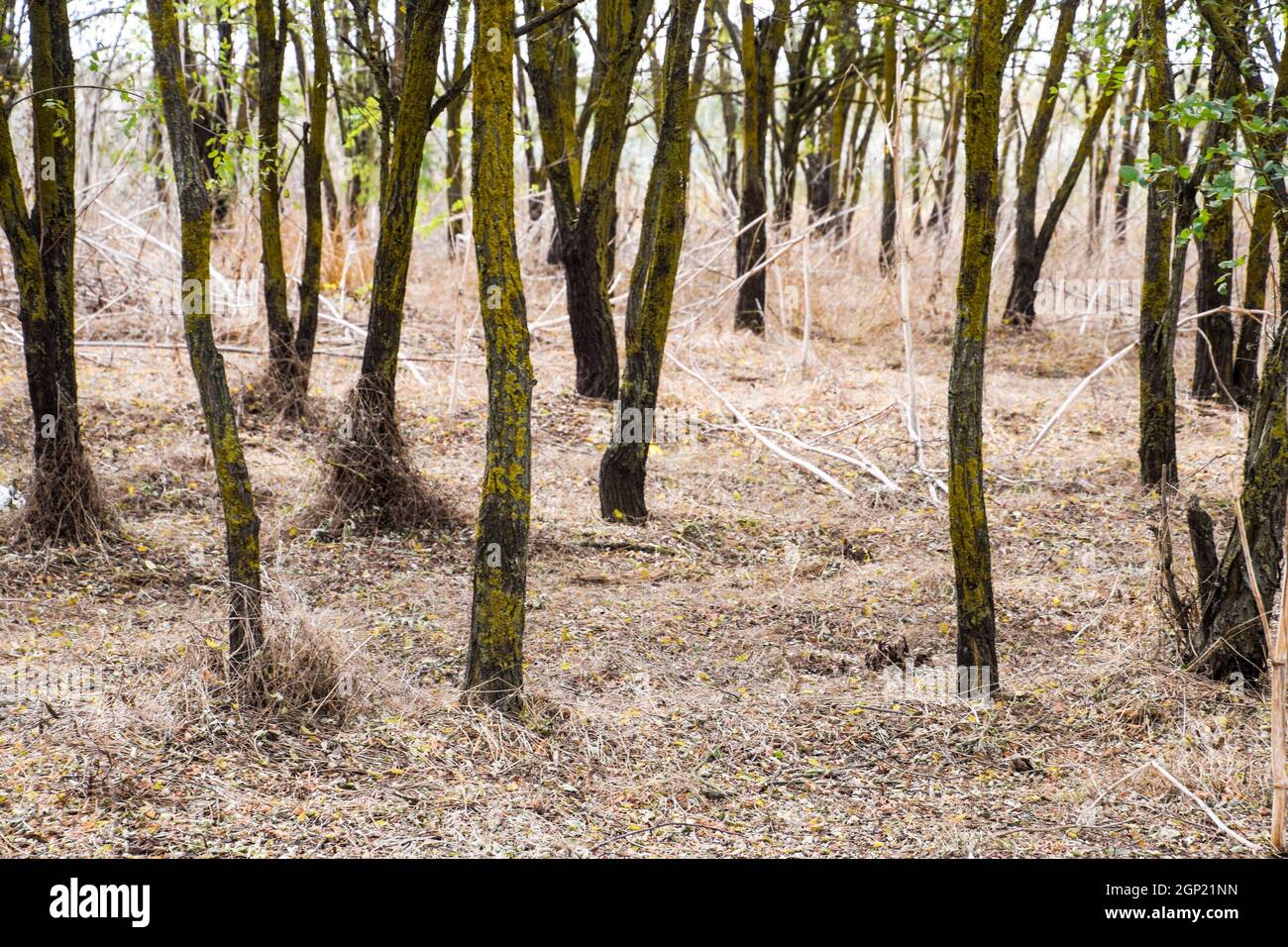 Forestbelt hi-res stock photography and images - Alamy