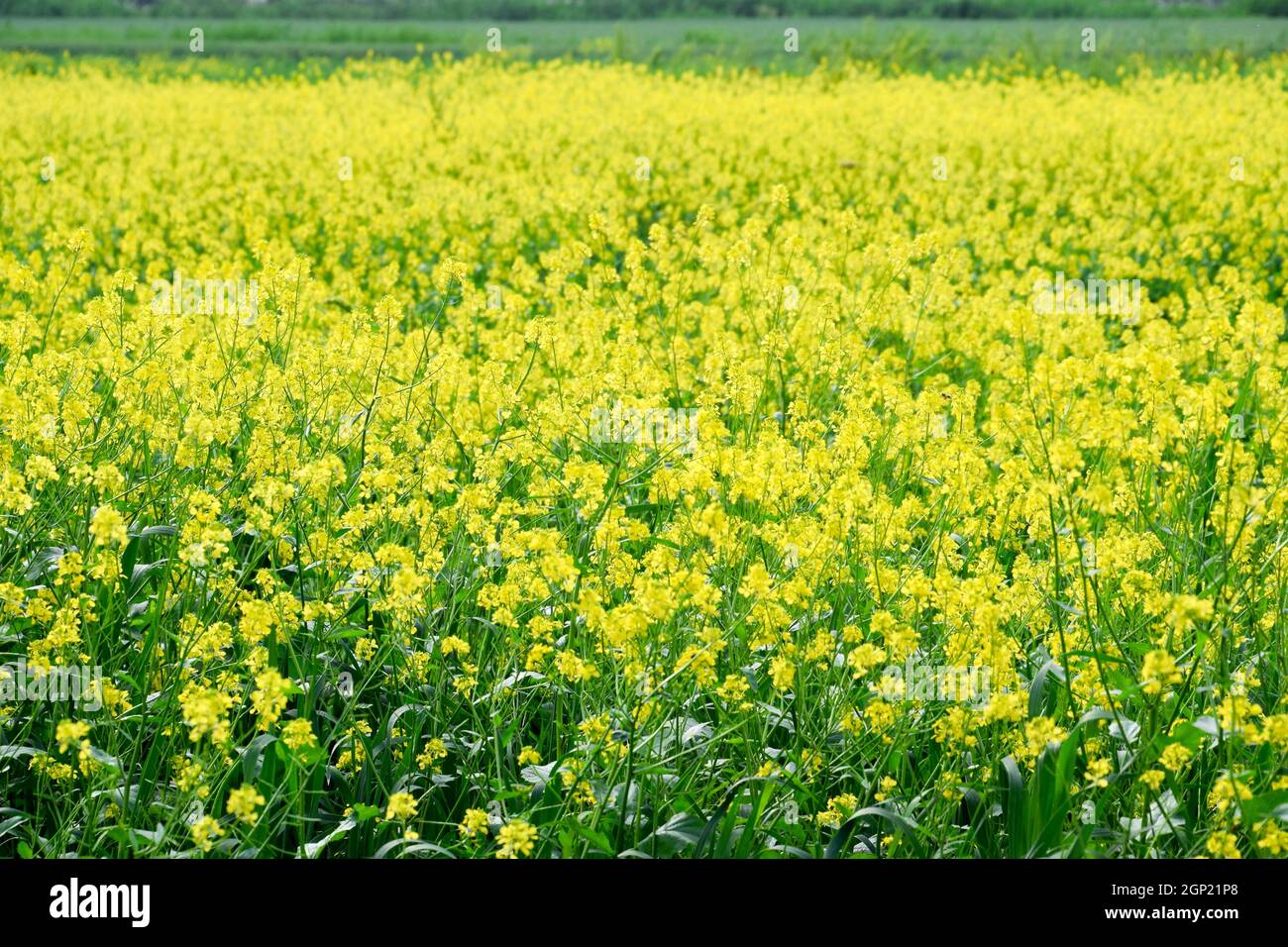 Rapeseed field. Yellow rape flowers, field landscape. Blue sky and rape ...