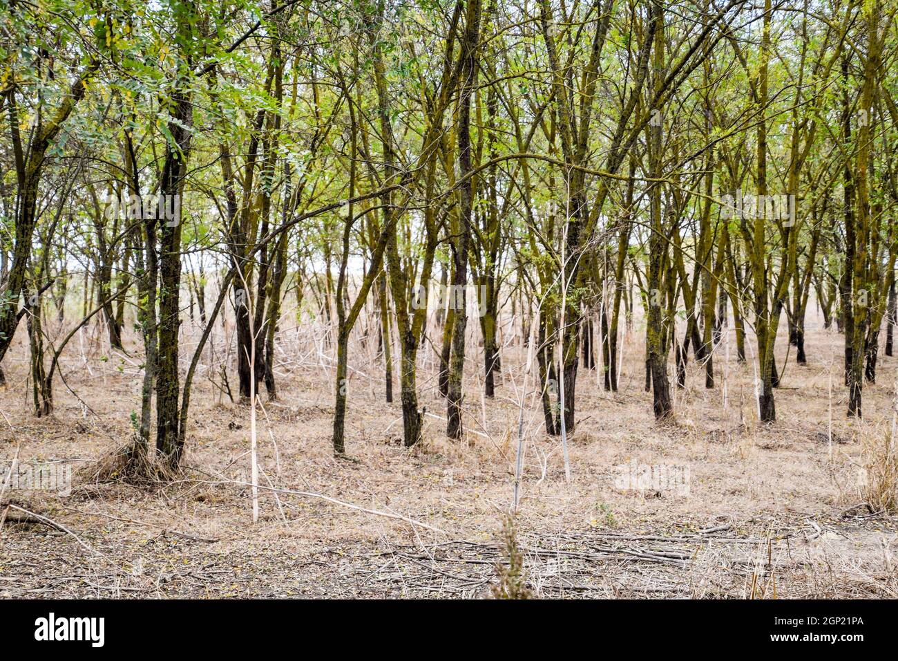 Forestbelt hi-res stock photography and images - Alamy