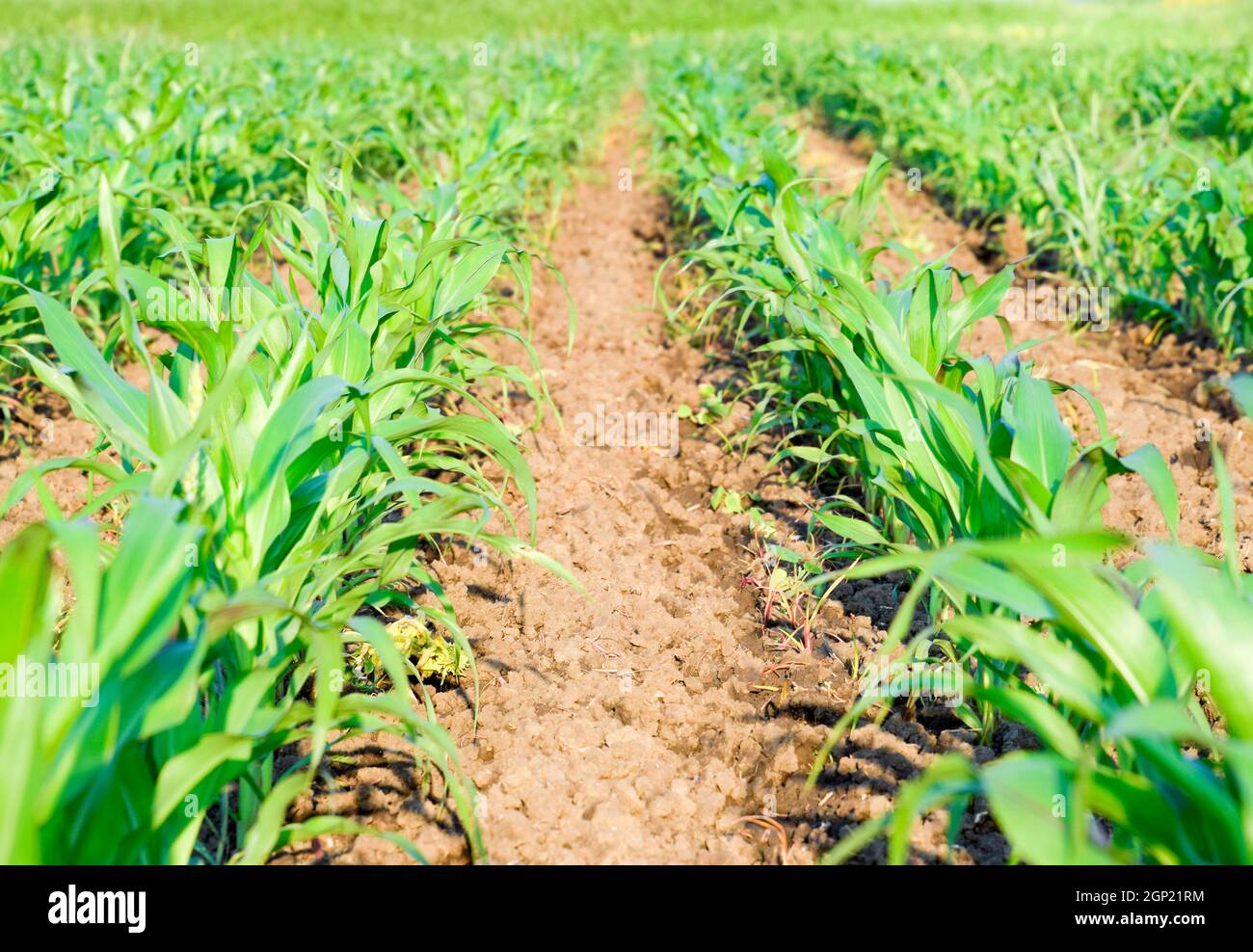Young green corn on the field. Corn field in the spring. Growing stalks ...