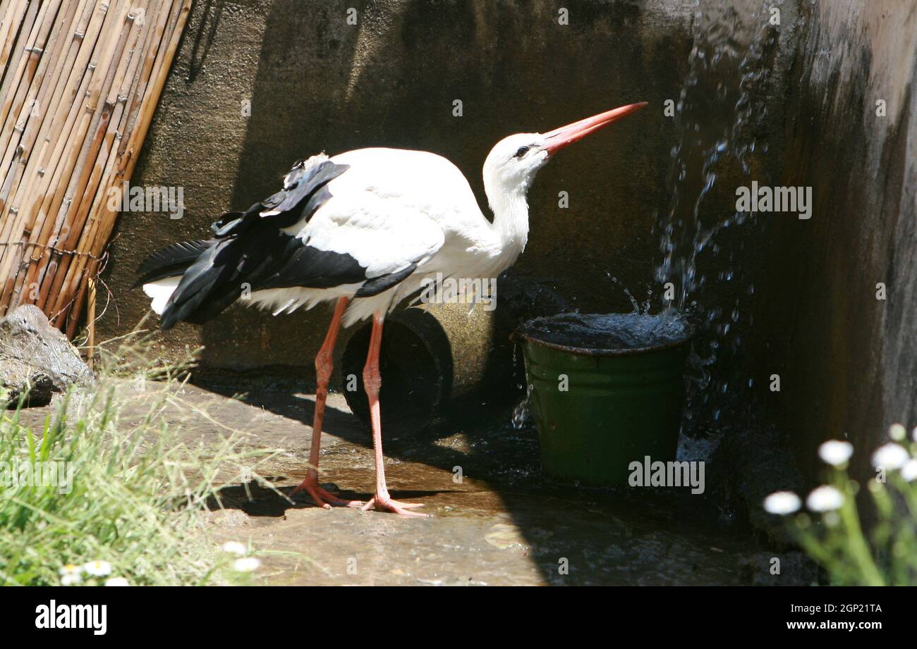 Stork drinking hi-res stock photography and images - Alamy
