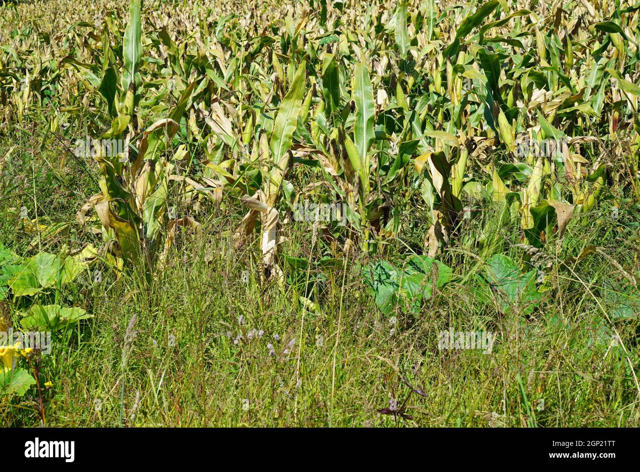 Beautiful shot of an agricultural landscape full of corn plants Stock ...