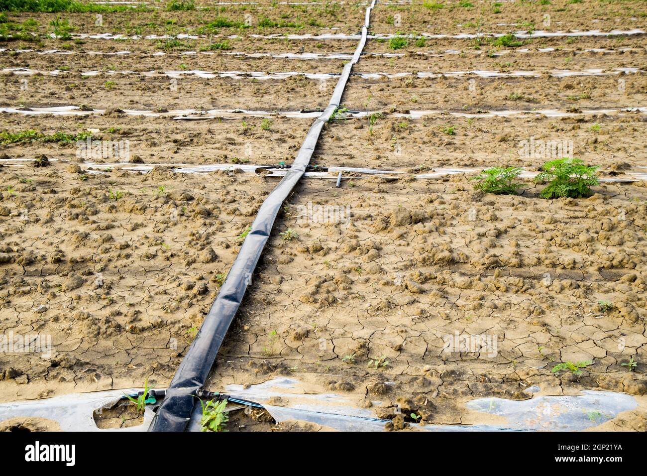 Fertigation hi-res stock photography and images - Alamy