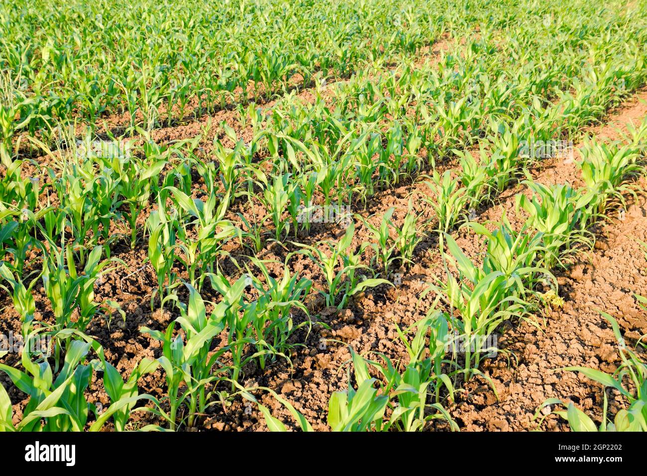 Young green corn on the field. Corn field in the spring. Growing stalks ...