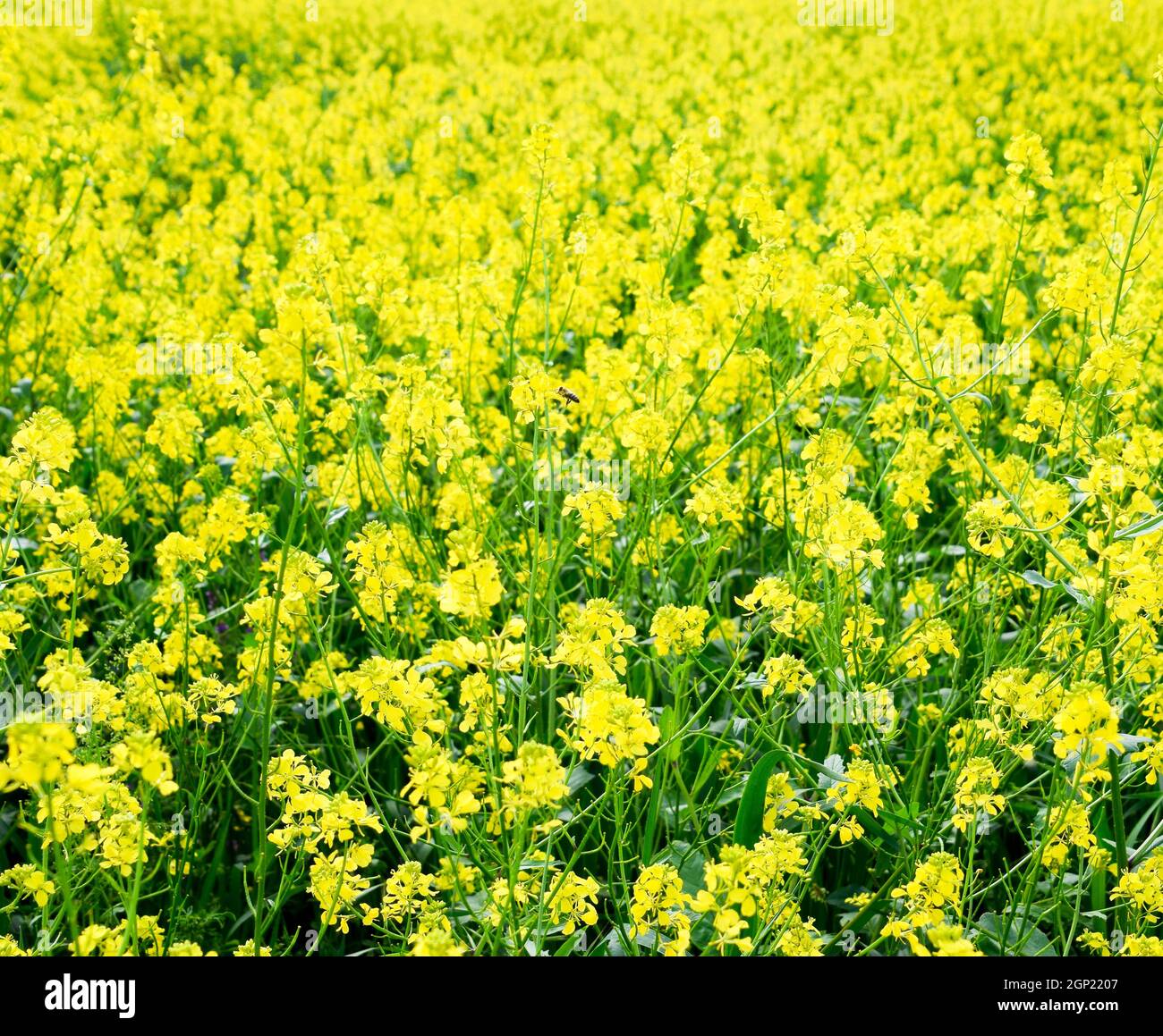 Rapeseed field. Yellow rape flowers, field landscape. Blue sky and rape ...