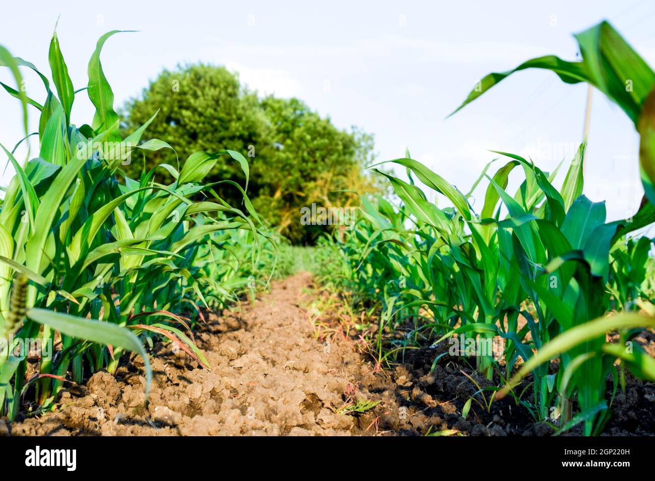 Young green corn on the field. Corn field in the spring. Growing stalks ...