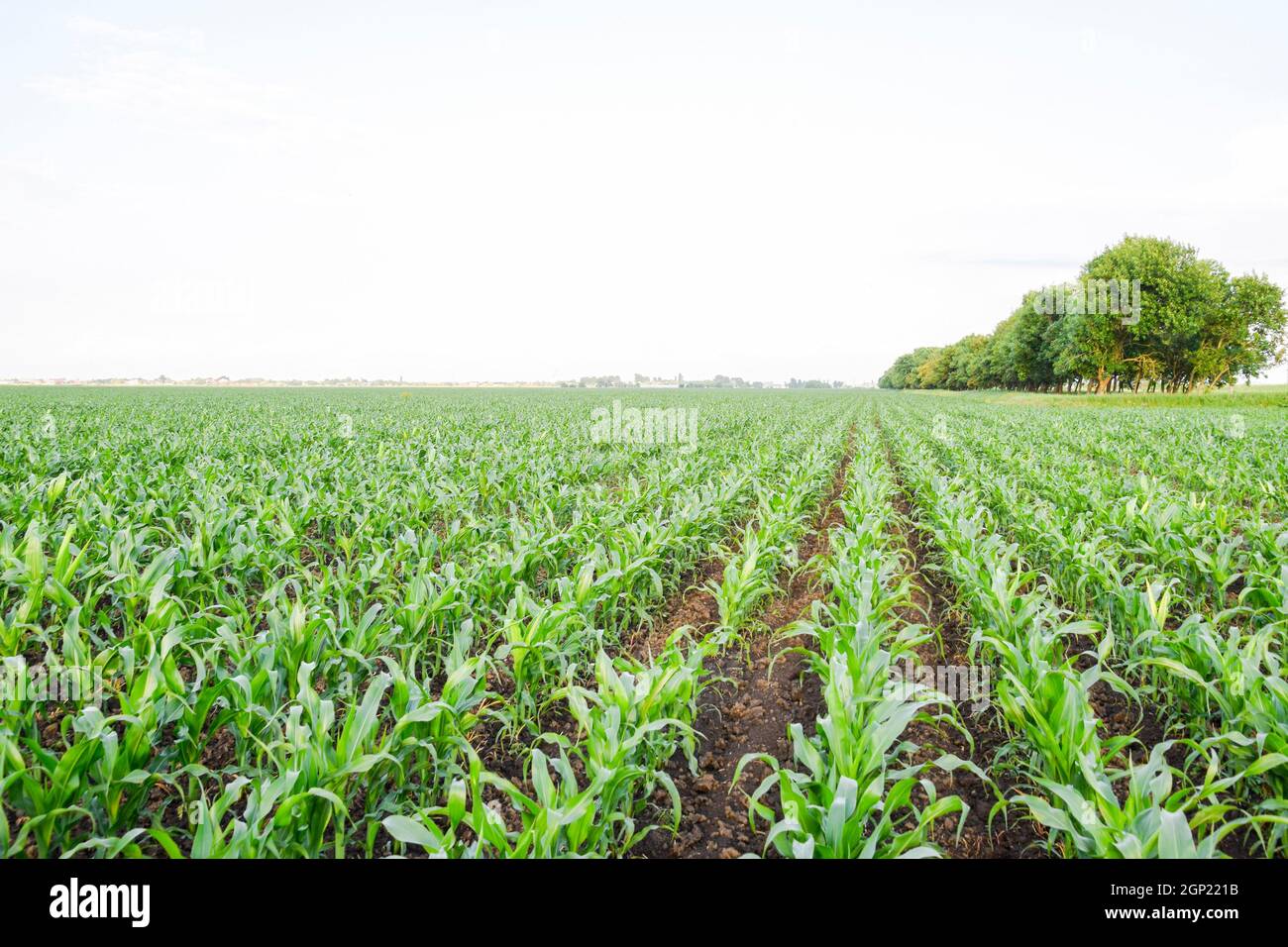 Young green corn on the field. Corn field in the spring. Growing stalks ...