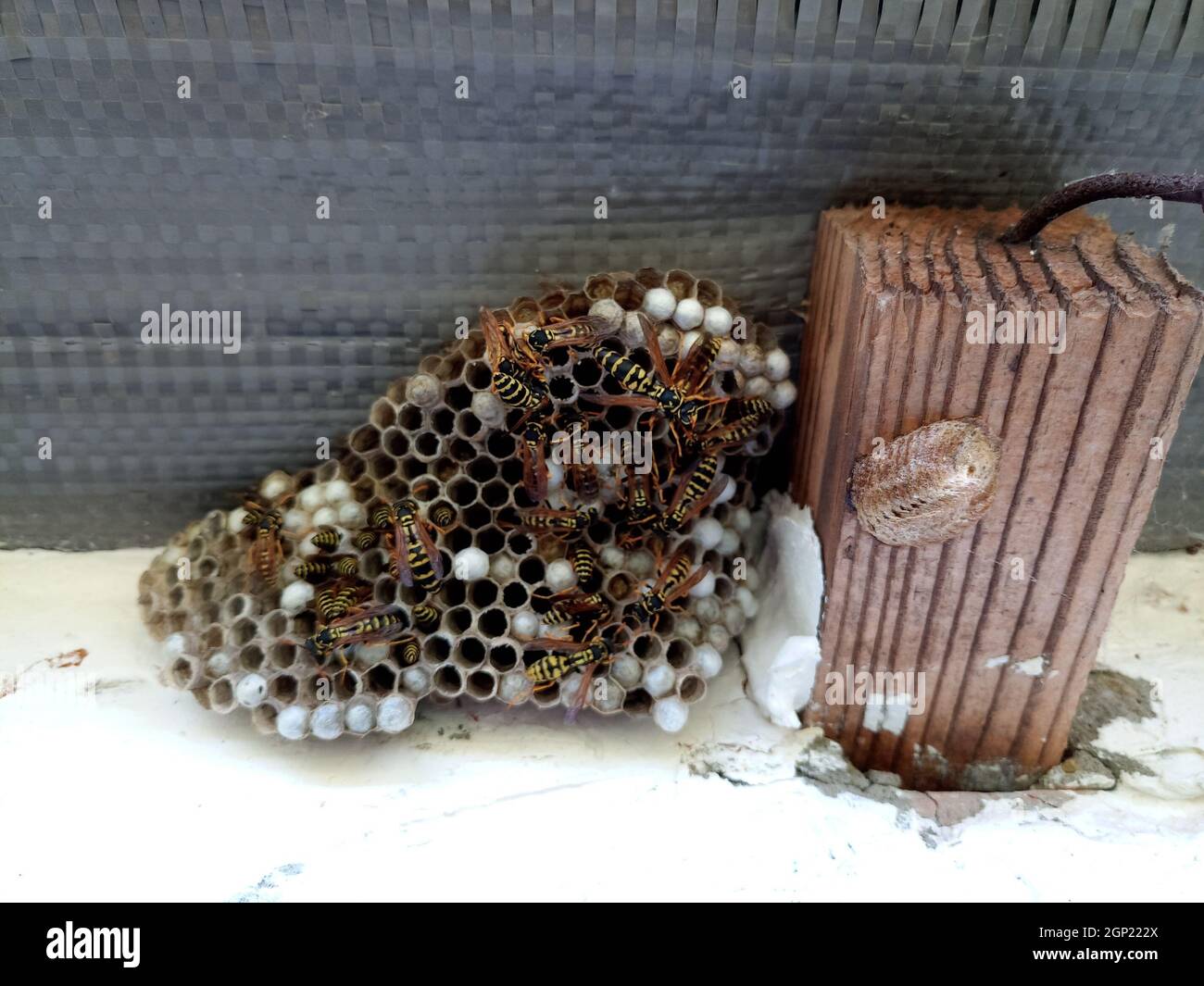 A nest of wasps polystyles under the roof of the house. Nest cells with ...