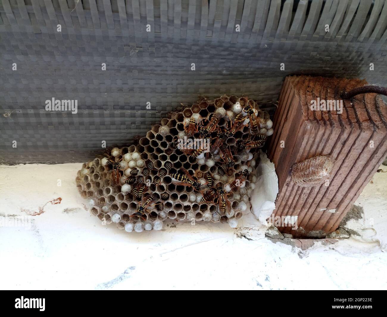 A nest of wasps polystyles under the roof of the house. Nest cells with ...