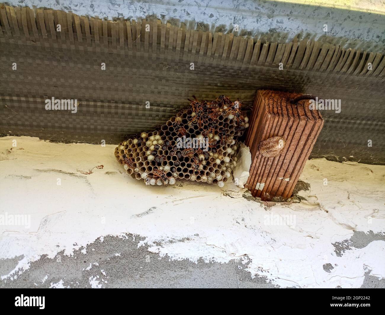 A nest of wasps polystyles under the roof of the house. Nest cells with ...