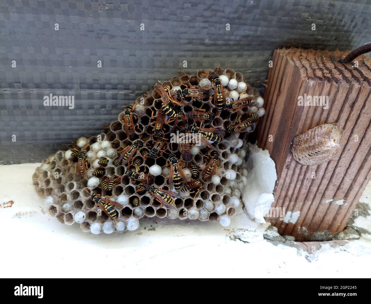 A nest of wasps polystyles under the roof of the house. Nest cells with ...