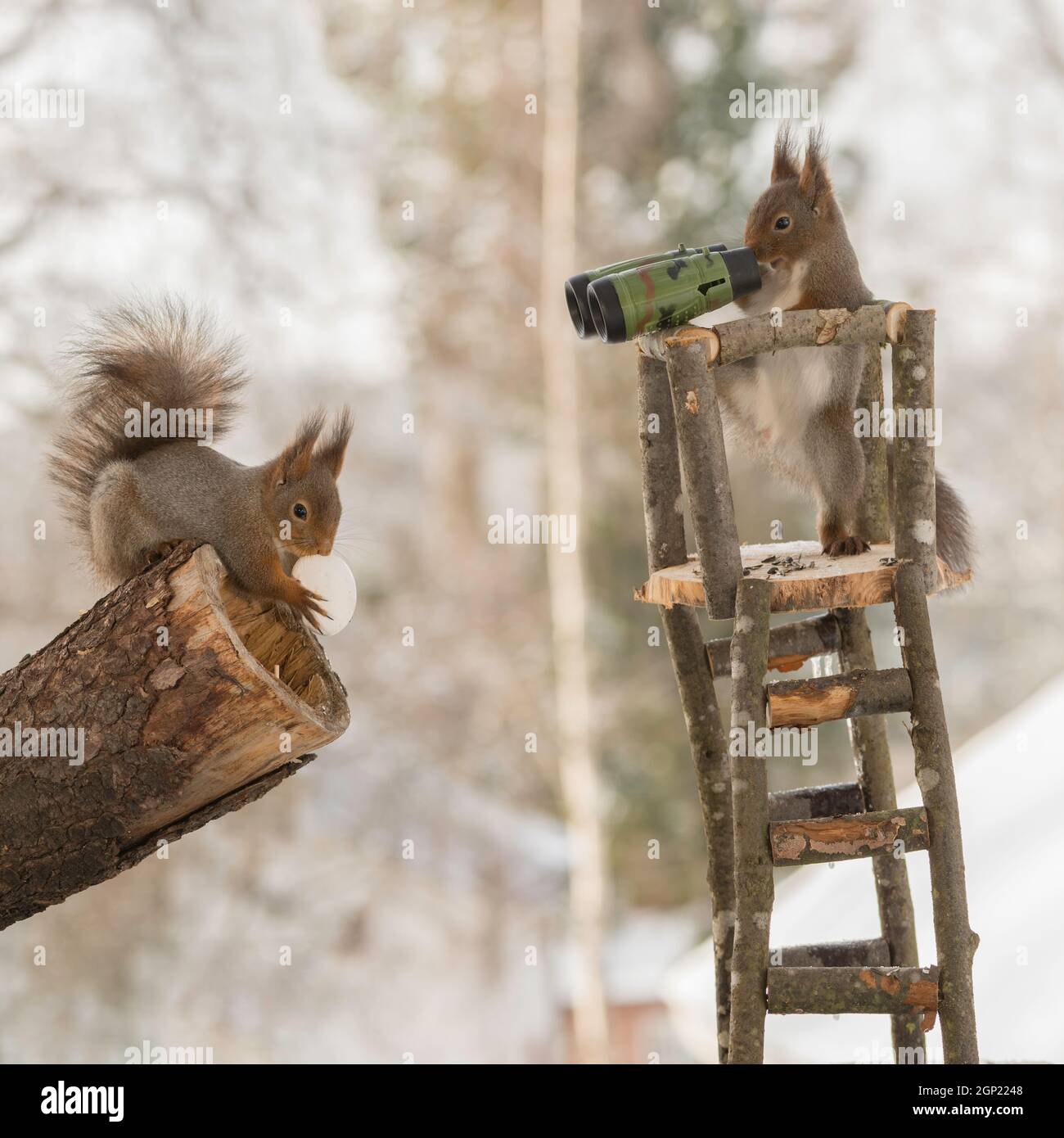 Spying on squirrel hi-res stock photography and images - Alamy
