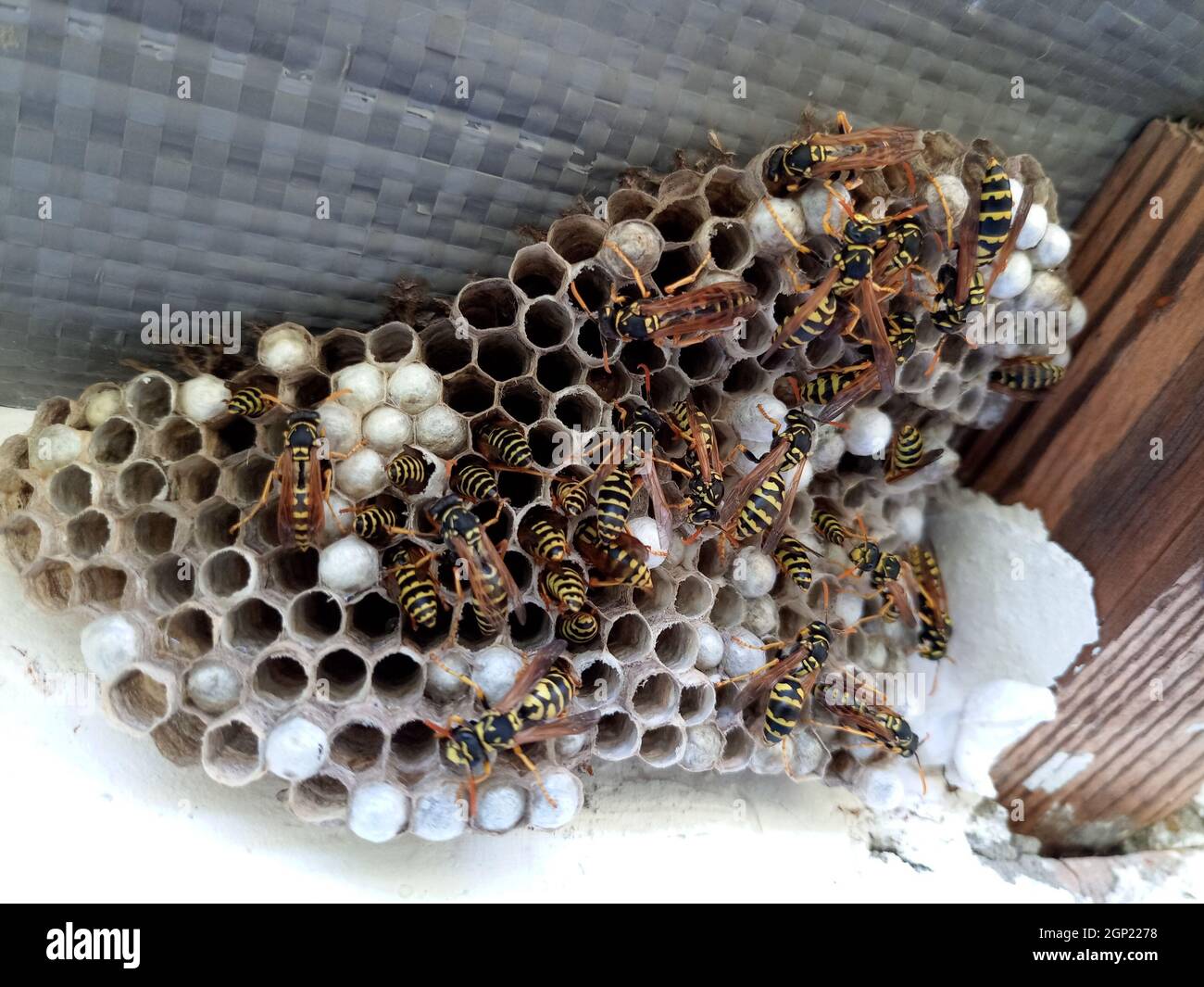 A nest of wasps polystyles under the roof of the house. Nest cells with ...