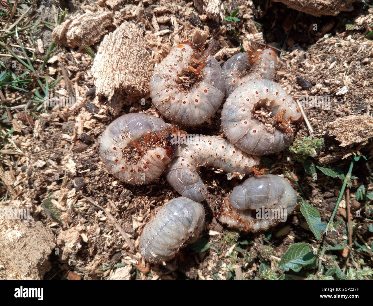 Rhino beetle larvae on the ground in sawdust. rhinoceros beetle Stock ...