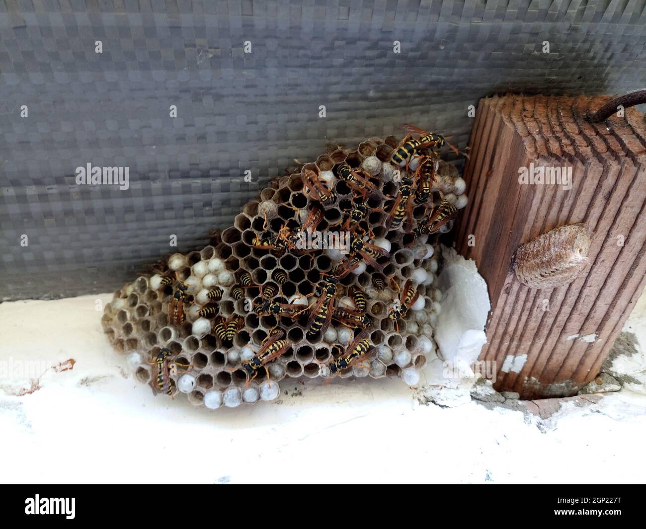 A nest of wasps polystyles under the roof of the house. Nest cells with ...