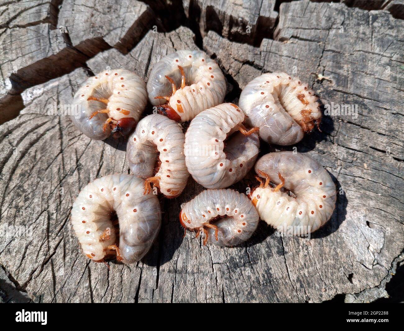 rhinoceros beetle, Rhino beetle larvae on an old wood stump. Large larvae of a rhinoceros beetle ...