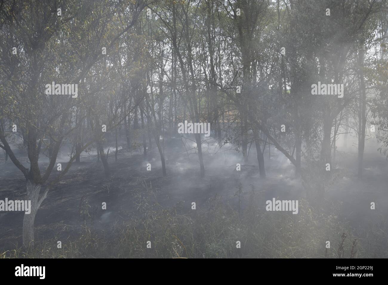 Fire in the forest. Fire and smoke in the forest litter. The grass is ...