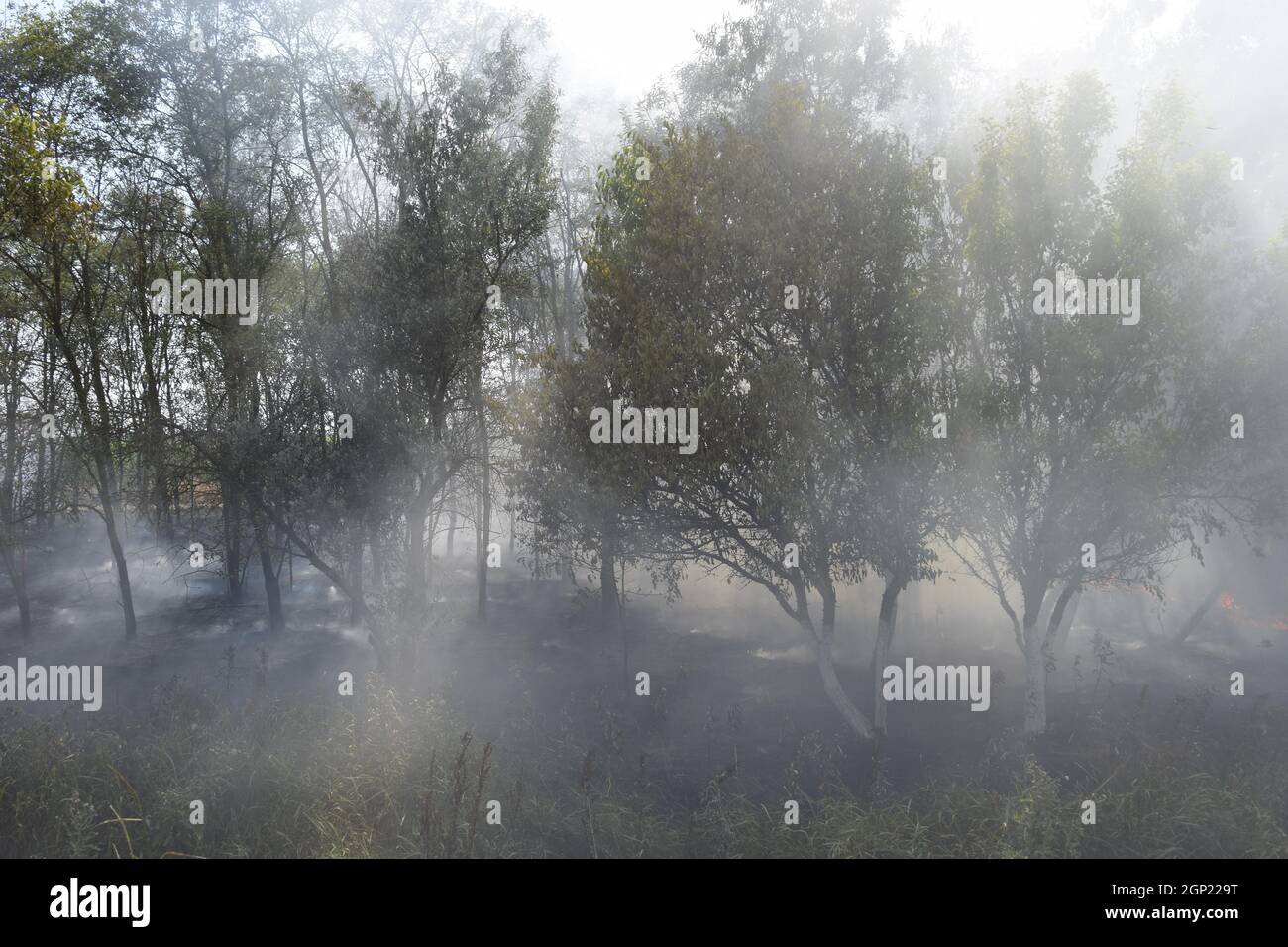 Fire in the forest. Fire and smoke in the forest litter. The grass is ...