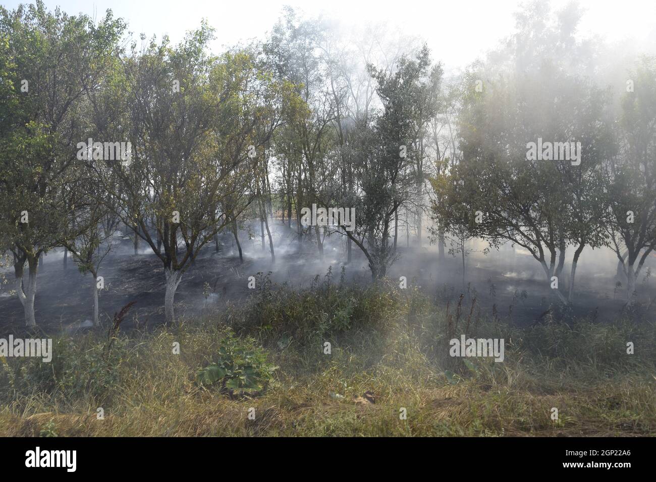 Fire in the forest. Fire and smoke in the forest litter. The grass is ...