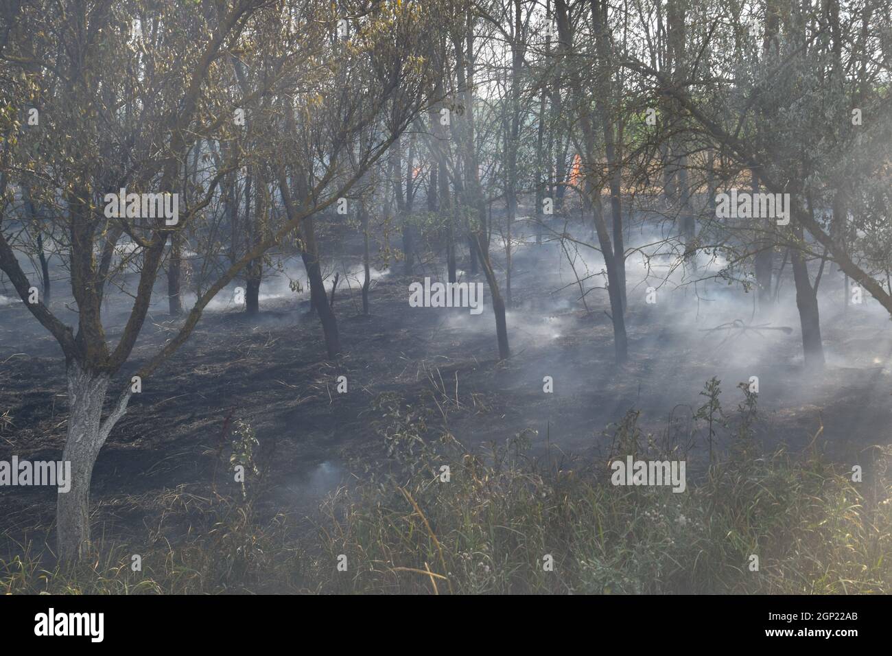 Fire in the forest. Fire and smoke in the forest litter. The grass is ...