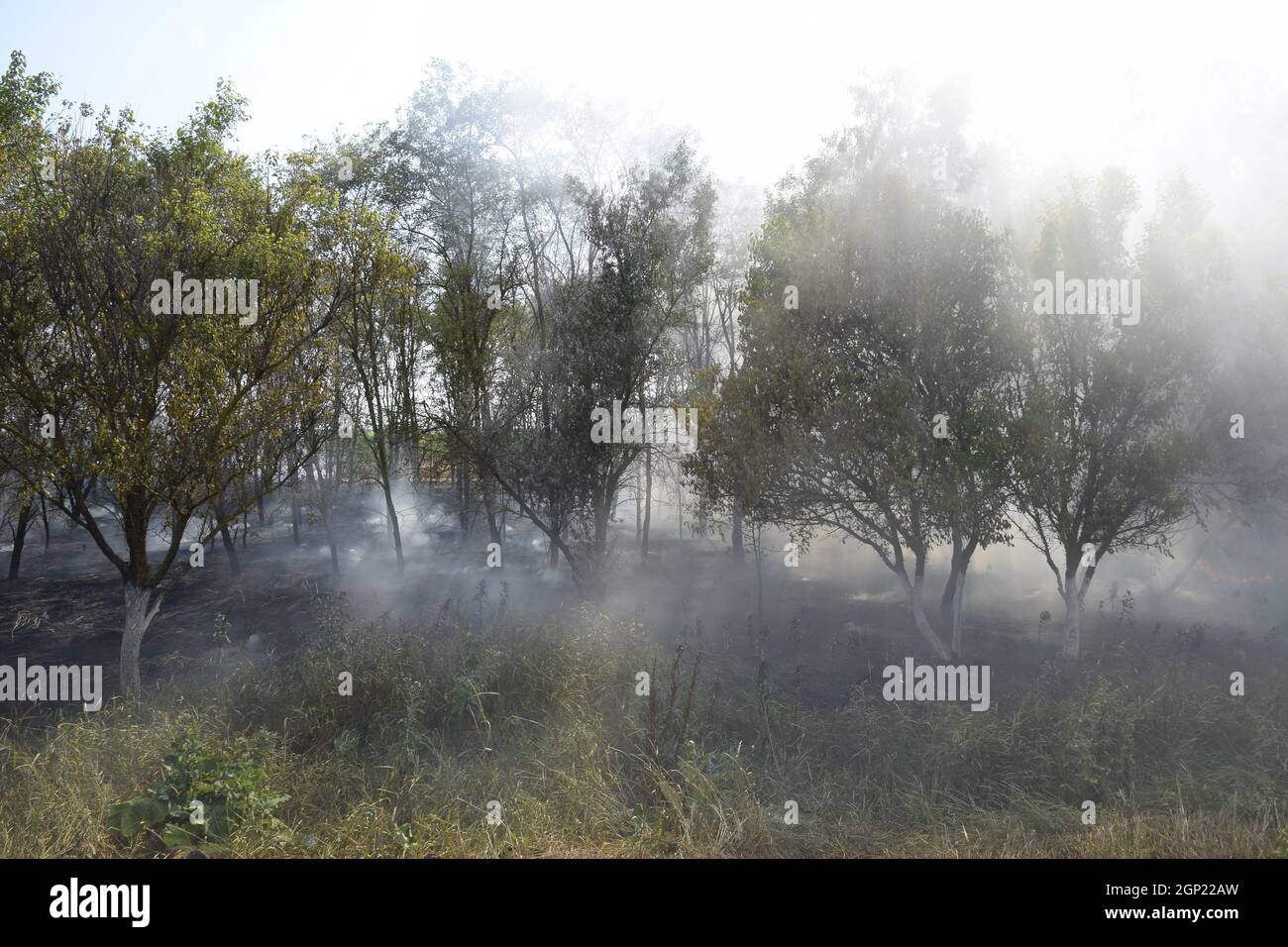 Fire in the forest. Fire and smoke in the forest litter. The grass is ...