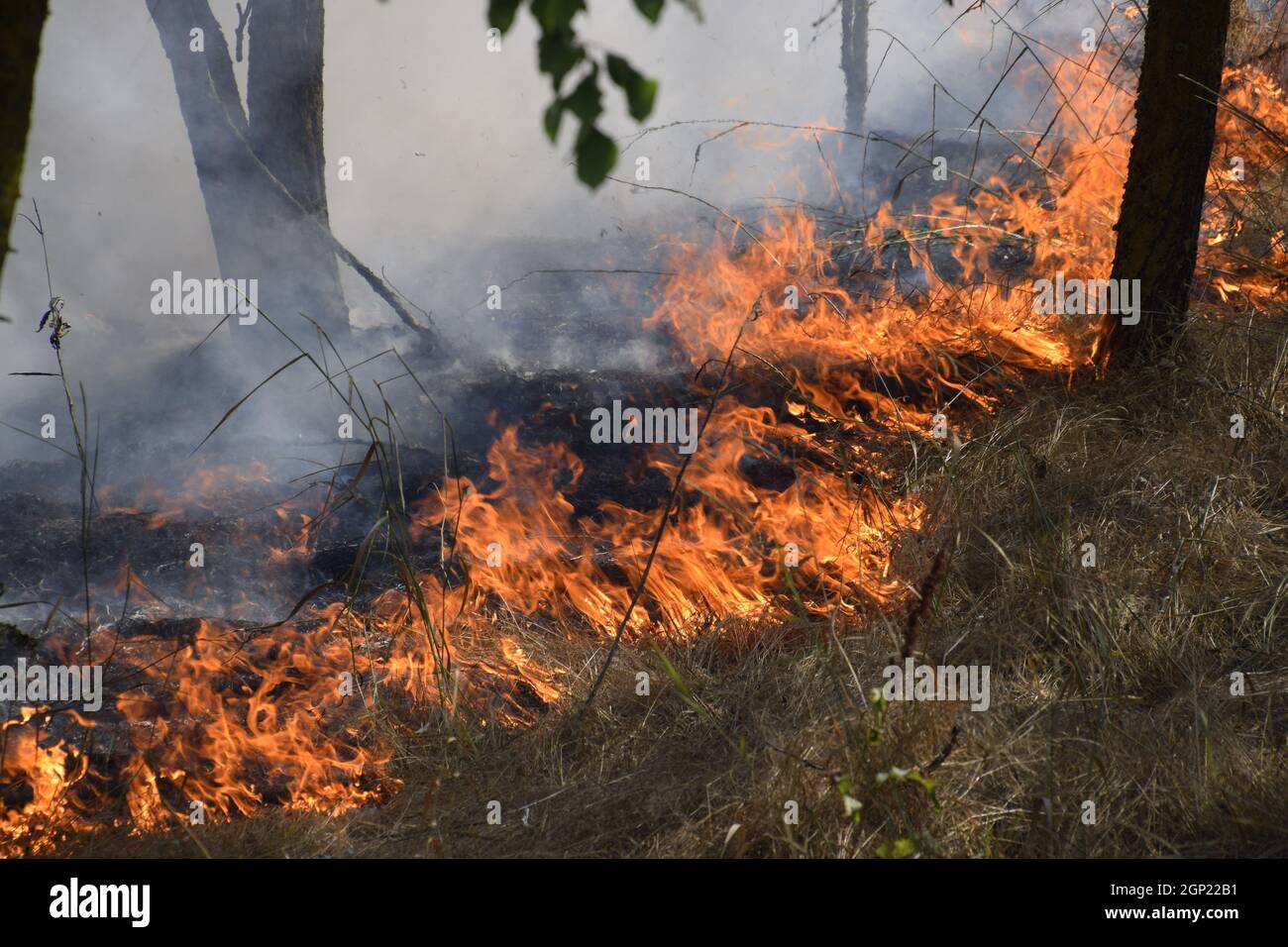 Fire in the forest. Fire and smoke in the forest litter. The grass is ...